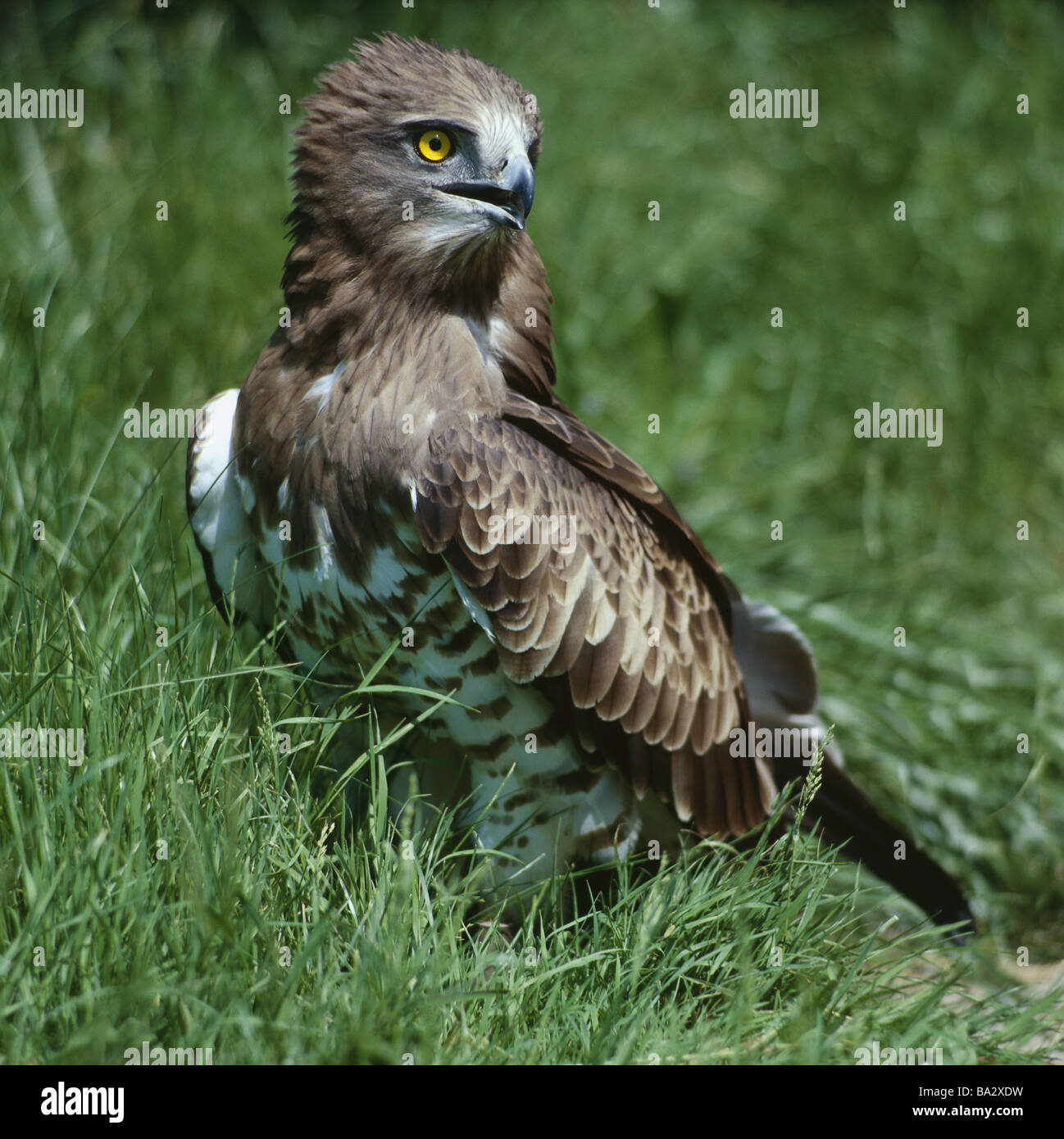 Meadow snake-eagles Circaetus gallicus attention wildlife Wildlife game ...