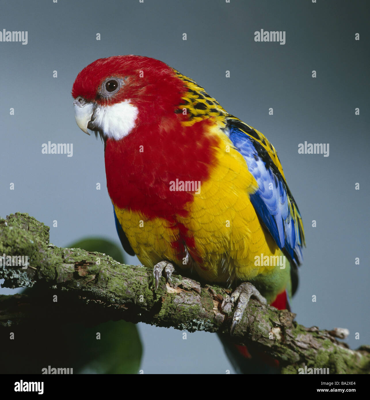 Rosellasittich hi-res stock photography and images - Alamy