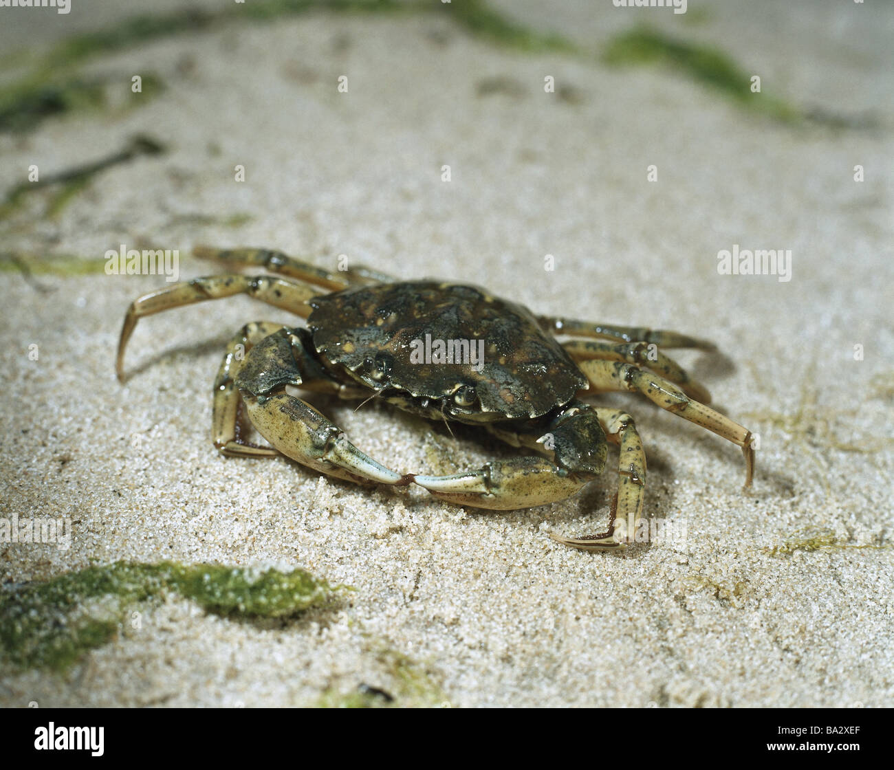 Cancer carcinus hi-res stock photography and images - Alamy