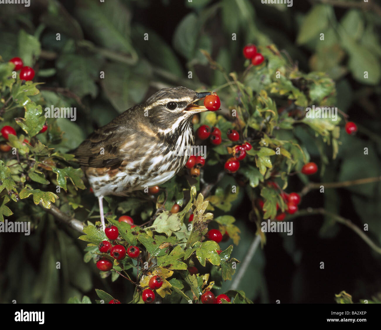 Hedge branches red-throttle Turdus iliacus fruits eats wildlife bird ...