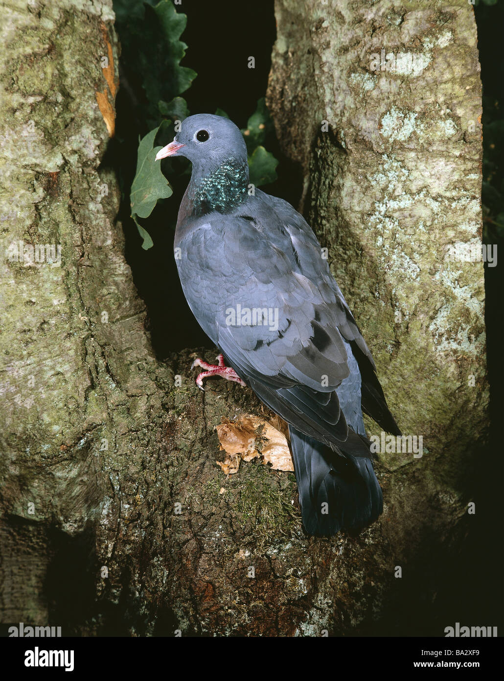 Hollow pigeon hi-res stock photography and images - Alamy