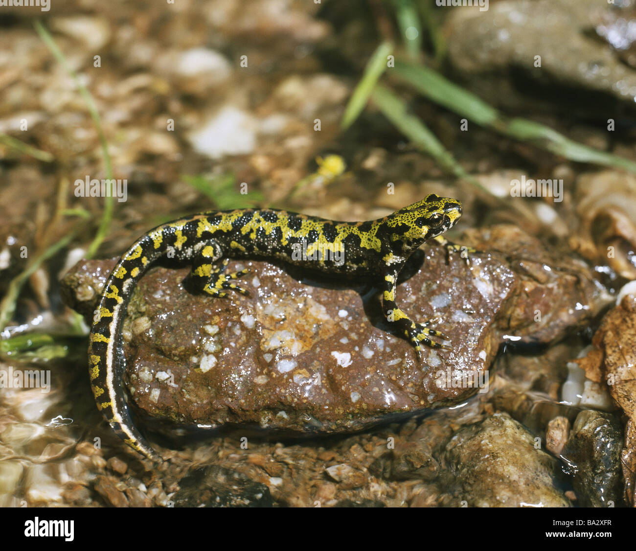 Marble newt hi-res stock photography and images - Alamy