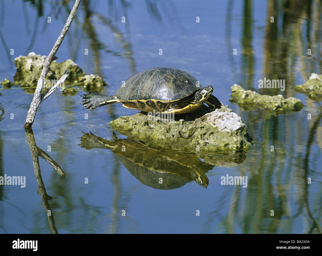 Waters stone ornament-turtle Chrysemys picta wildlife animal reptile ...