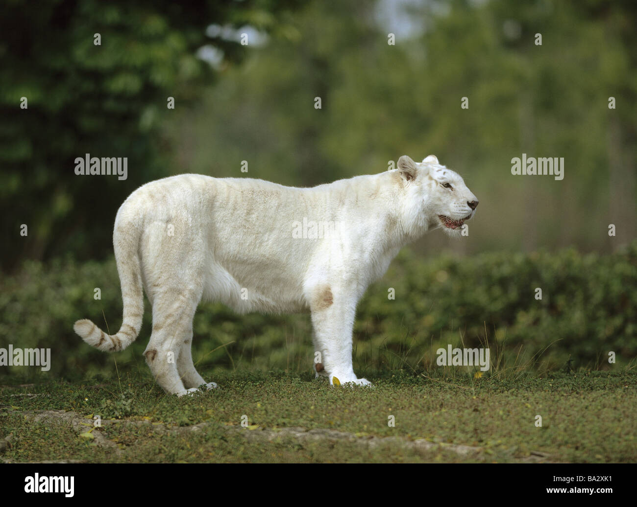 Forest Bengaltiger Panthera Tigris Tigris fur-color white lateral ...