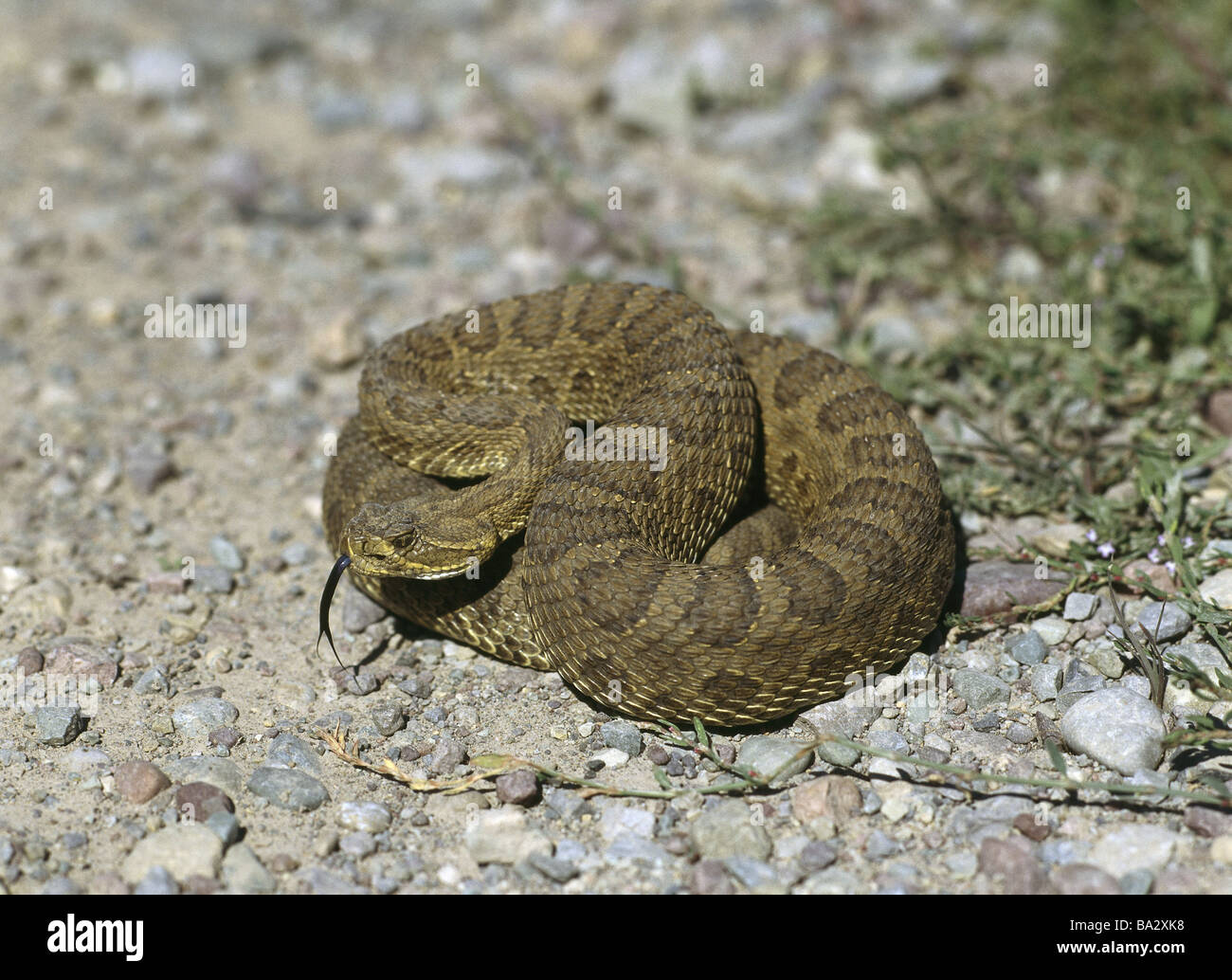 Grit-ground prairie-rattlesnake Crotalus viridis rolled up wildlife ...