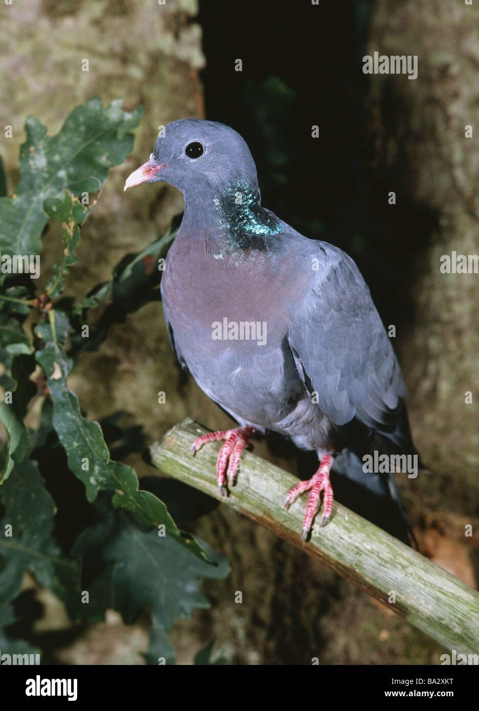 Hollow deaf hi-res stock photography and images - Alamy