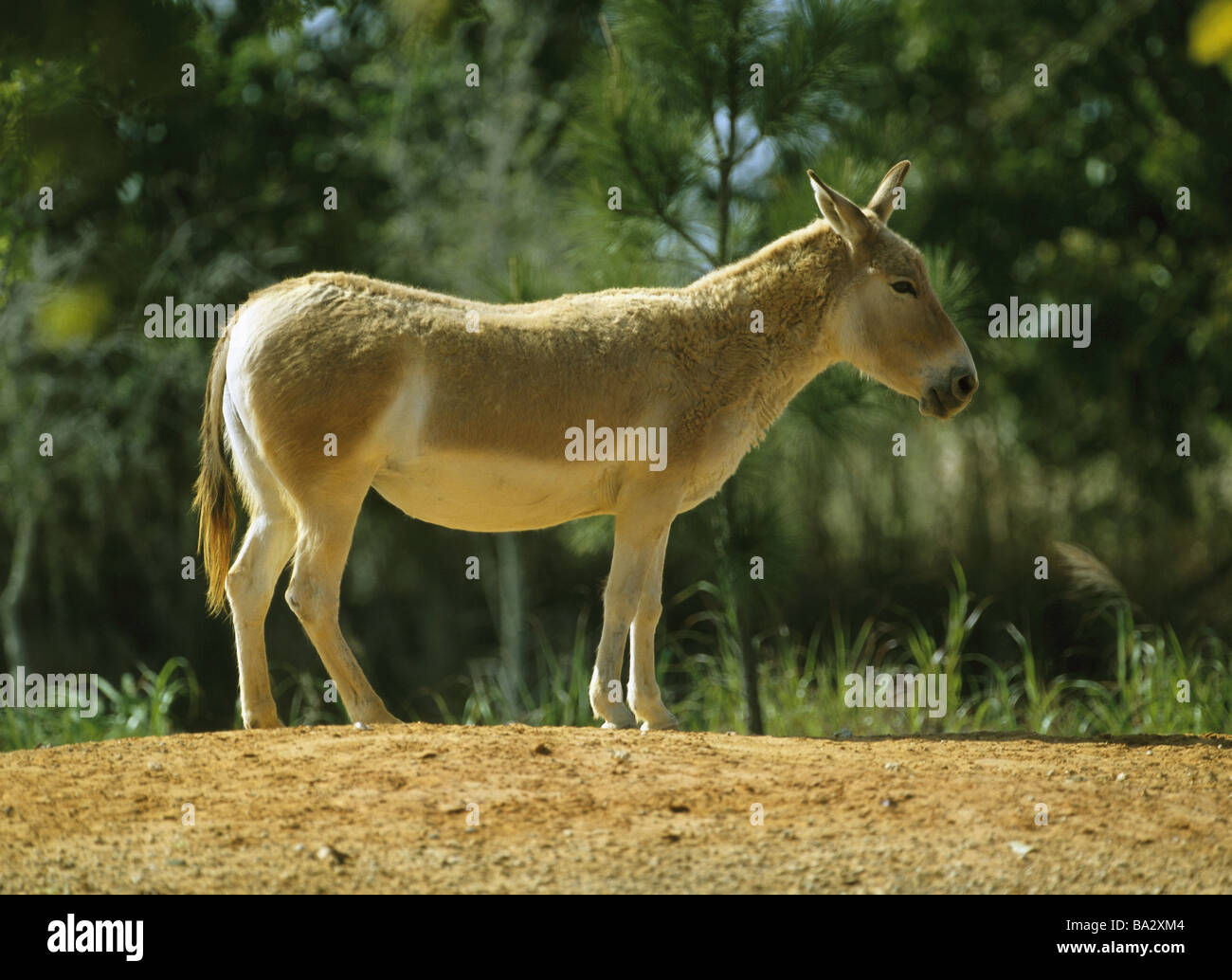 Game-donkeys Onager Equus hemionus at the side wildlife game-animal ...