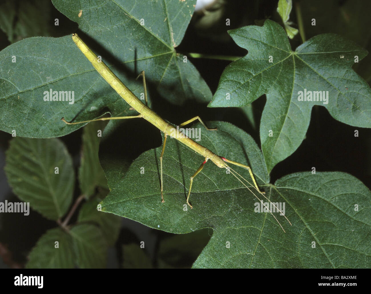 Leaves rod-locust Phasmatidae wildlife animal insect locust ghost ...