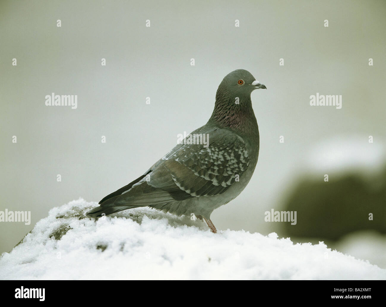 Livia house hi-res stock photography and images - Alamy