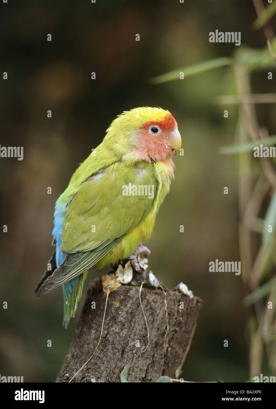 Stub Rosenköpfchen Agapornis roseicollis wildlife animal bird ...
