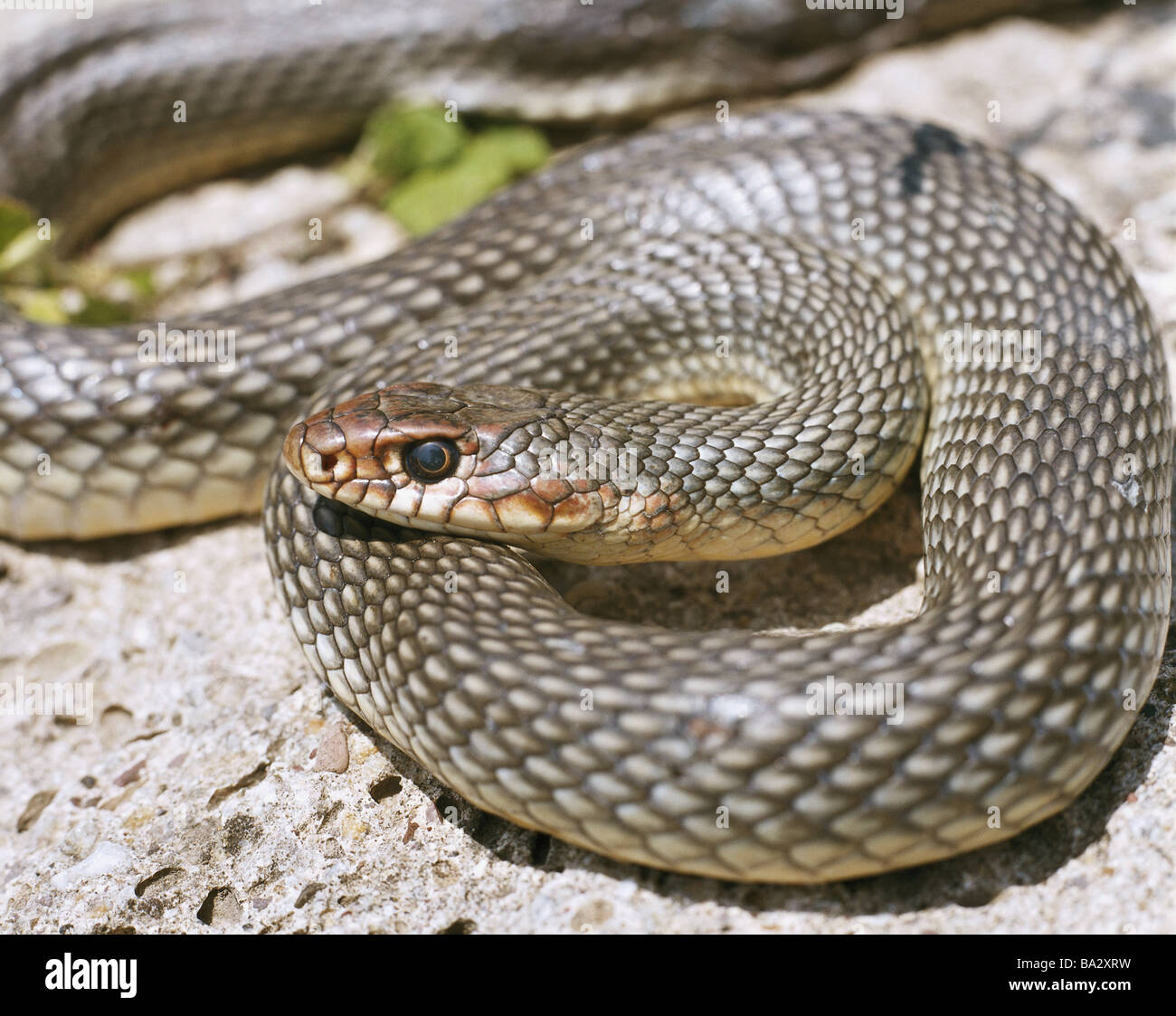 Arrow-adder Coluber jugularis caspius detail vigilance wildlife animal ...