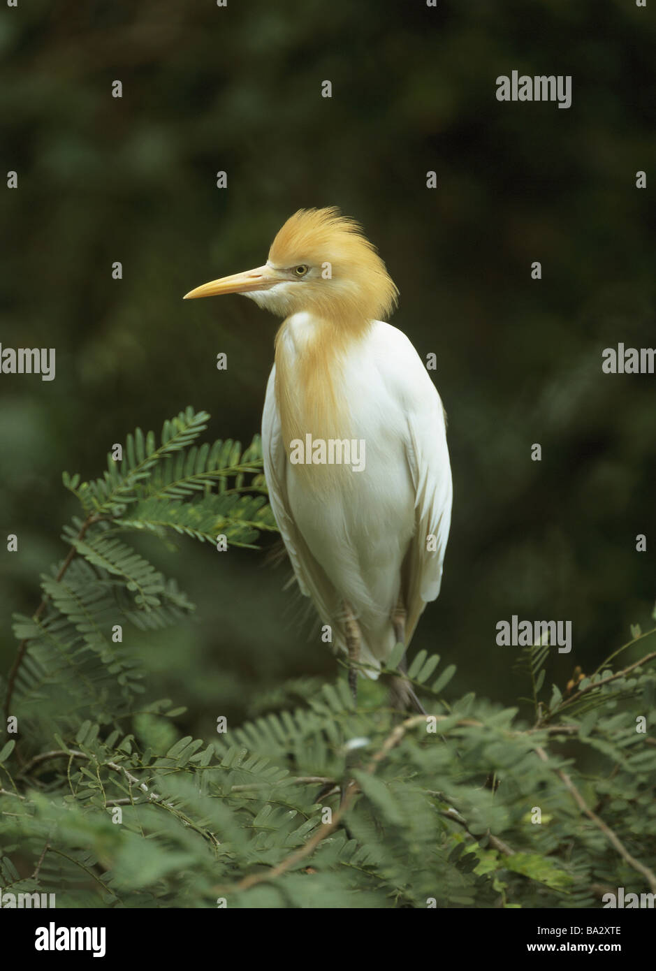 Shrub cow-herons Bubulcus ibis vigilance wildlife Wildlife animal game ...