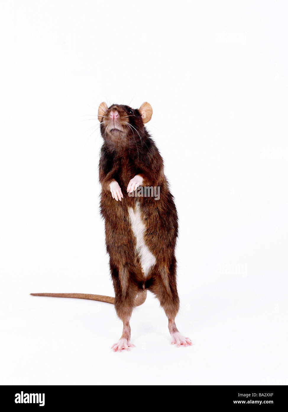 A brown rat standing on his two feet, sniffing the air Stock Photo - Alamy