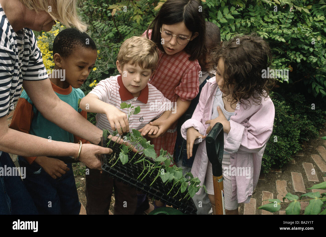 young primary school children planting seedlings in the playground ...