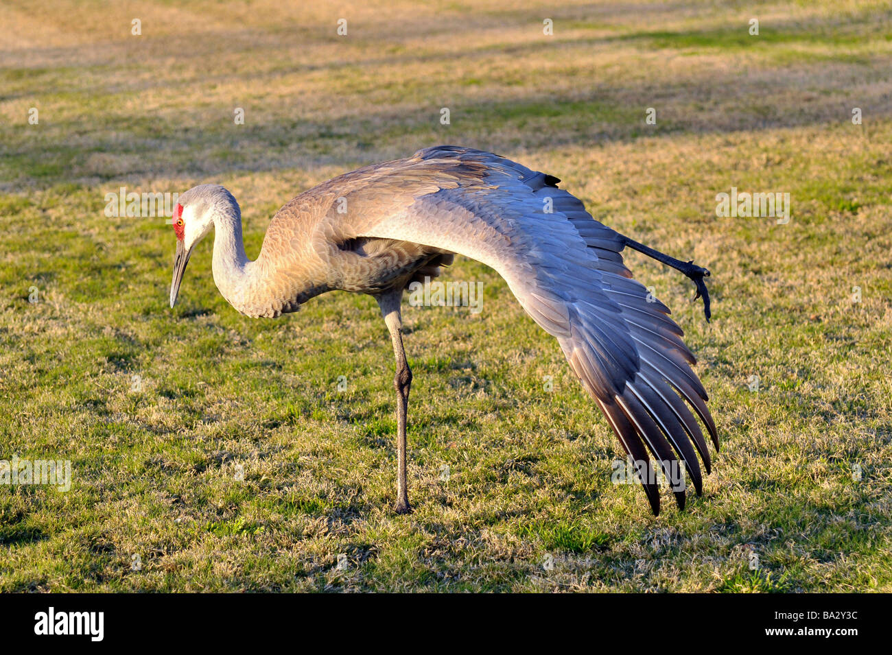 Crane feet hi-res stock photography and images - Alamy