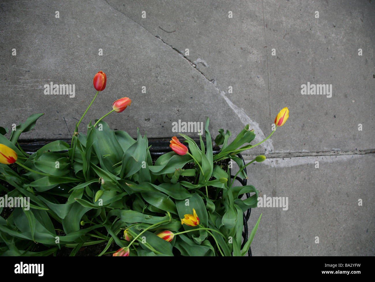 Concrete-ground Pflanztrog tulips from above ground concrete flower ...