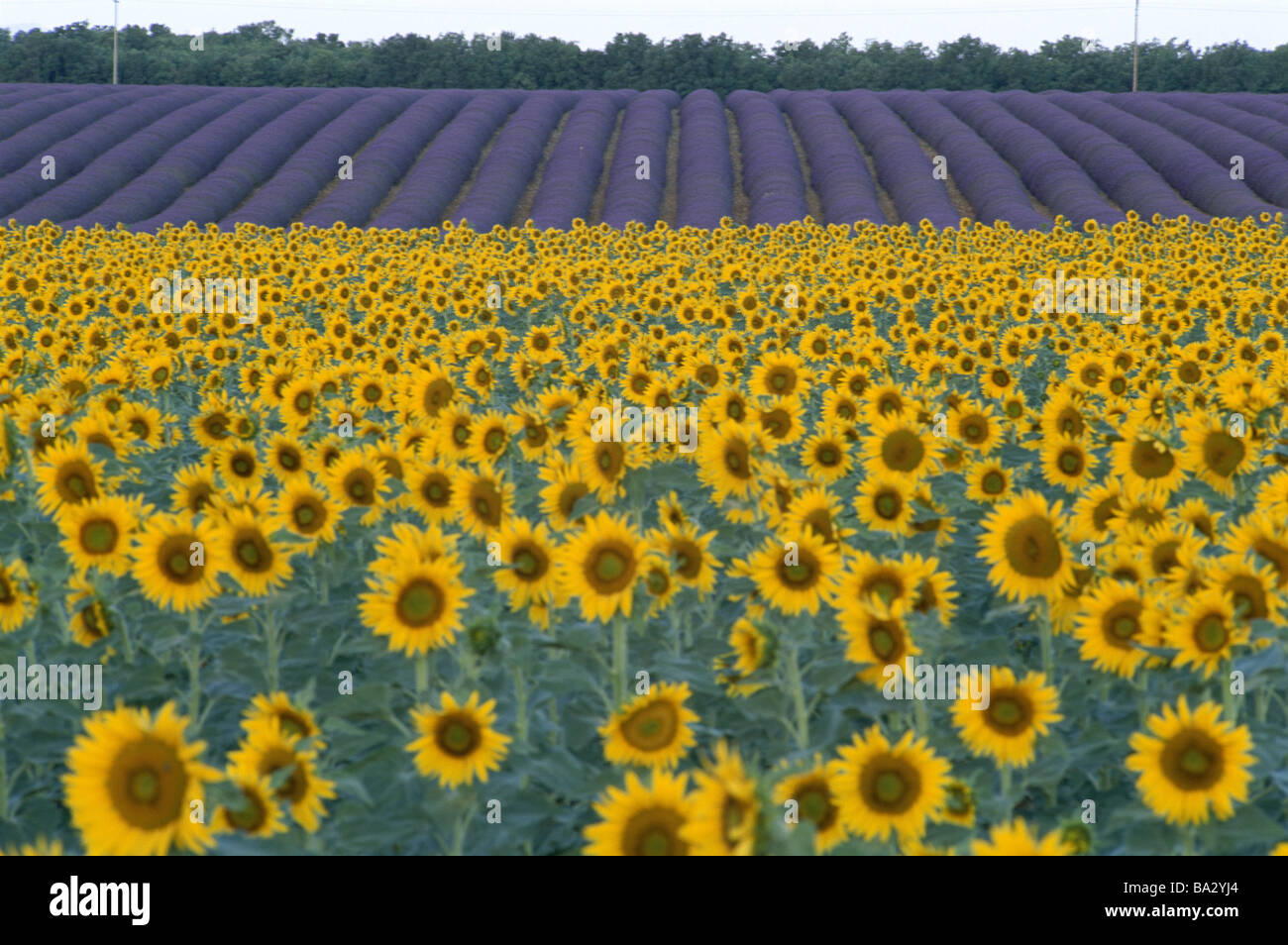 Different colours of lavender hi-res stock photography and images - Alamy