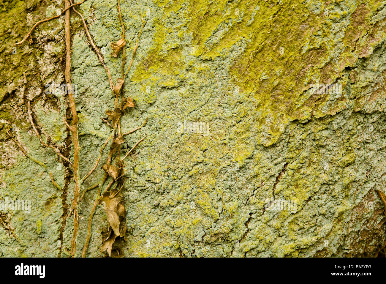 Lichen tree trunk hi-res stock photography and images - Alamy