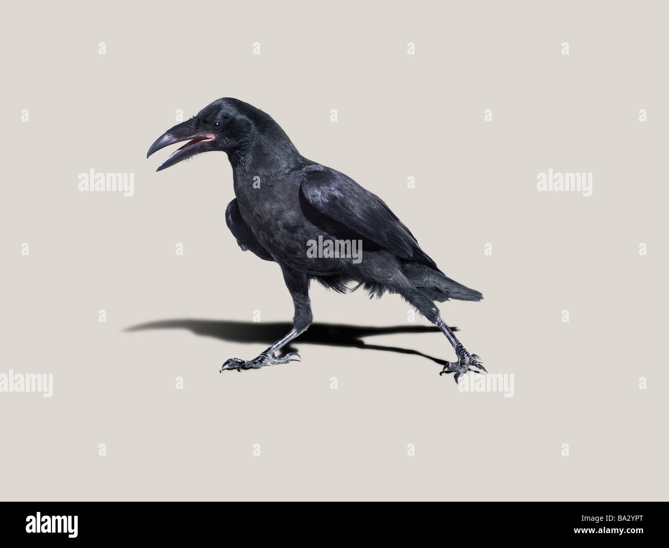 Kolkrabe Corvus corax movement series wildlife animal bird raven-bird ...