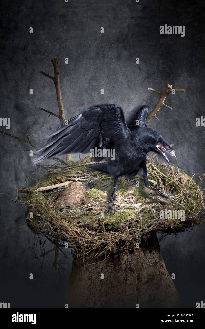 Kolkrabe Corvus corax nest [M] series animals bird raven-bird crow ...