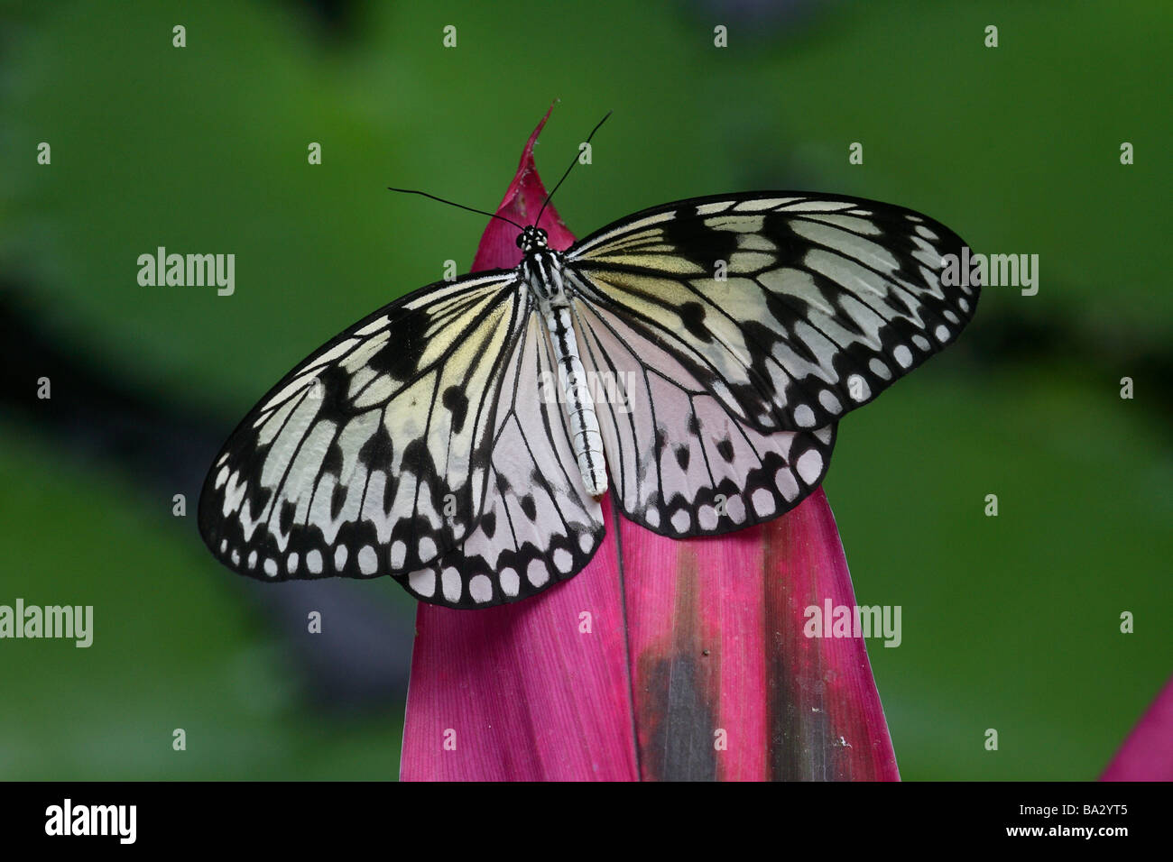 Flower petal butterfly white tree-nymph Idea leuconoe animal insect ...
