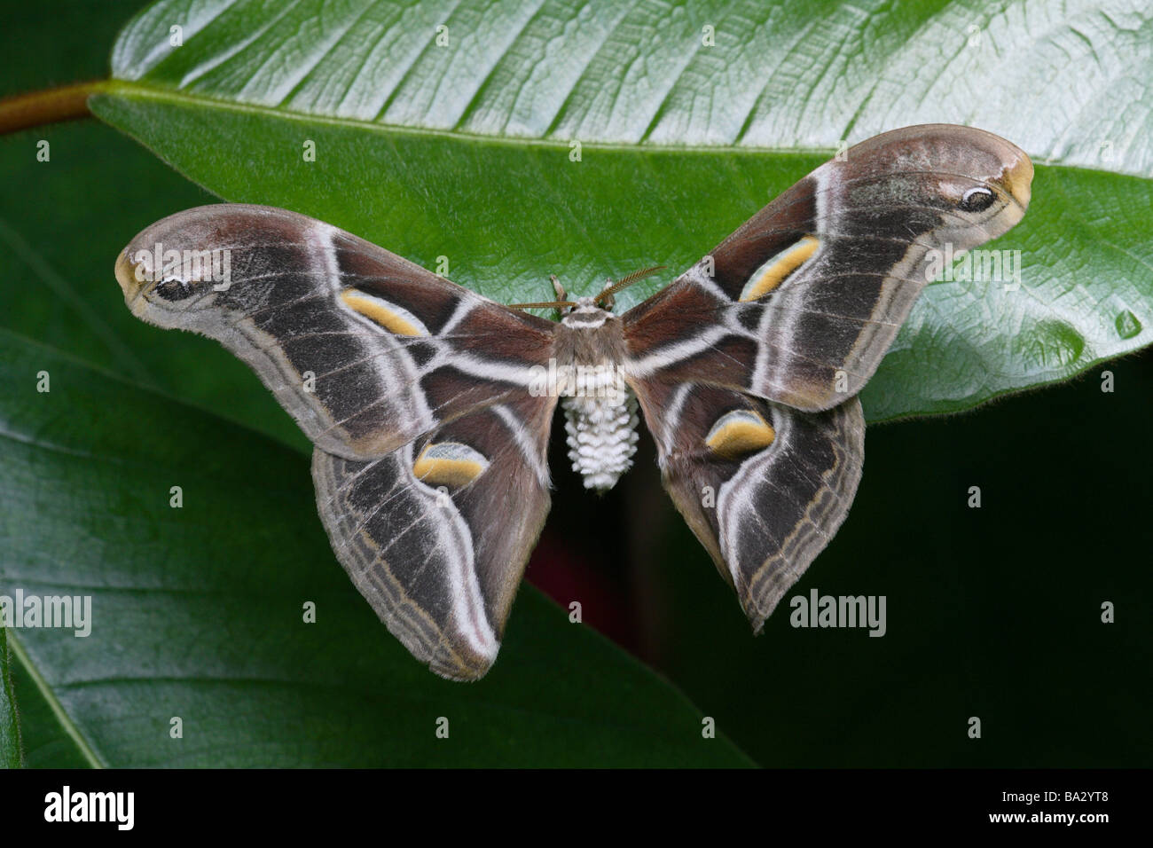 Leaf Götterbaumspinner Samia Cynthia animal insect butterfly ...