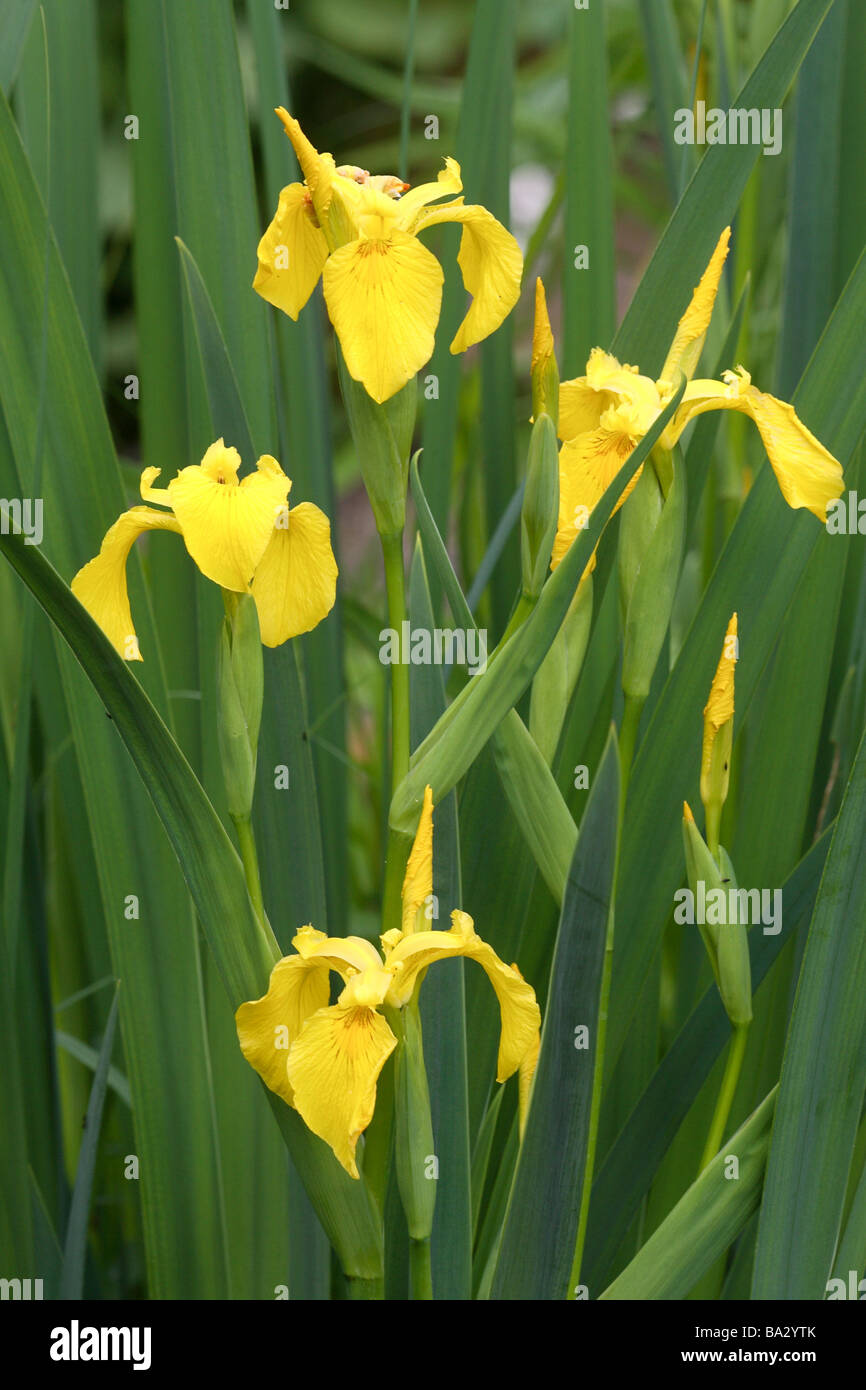 Yellow iris Iris Pseudacorus detail blooms yellow plants flowers ...