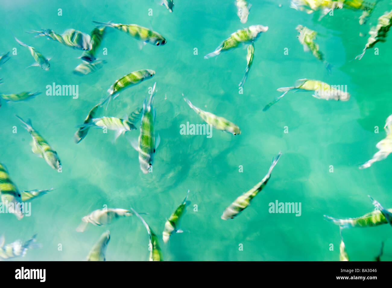 Sea fish detail water water-surface green waves experience nature ...