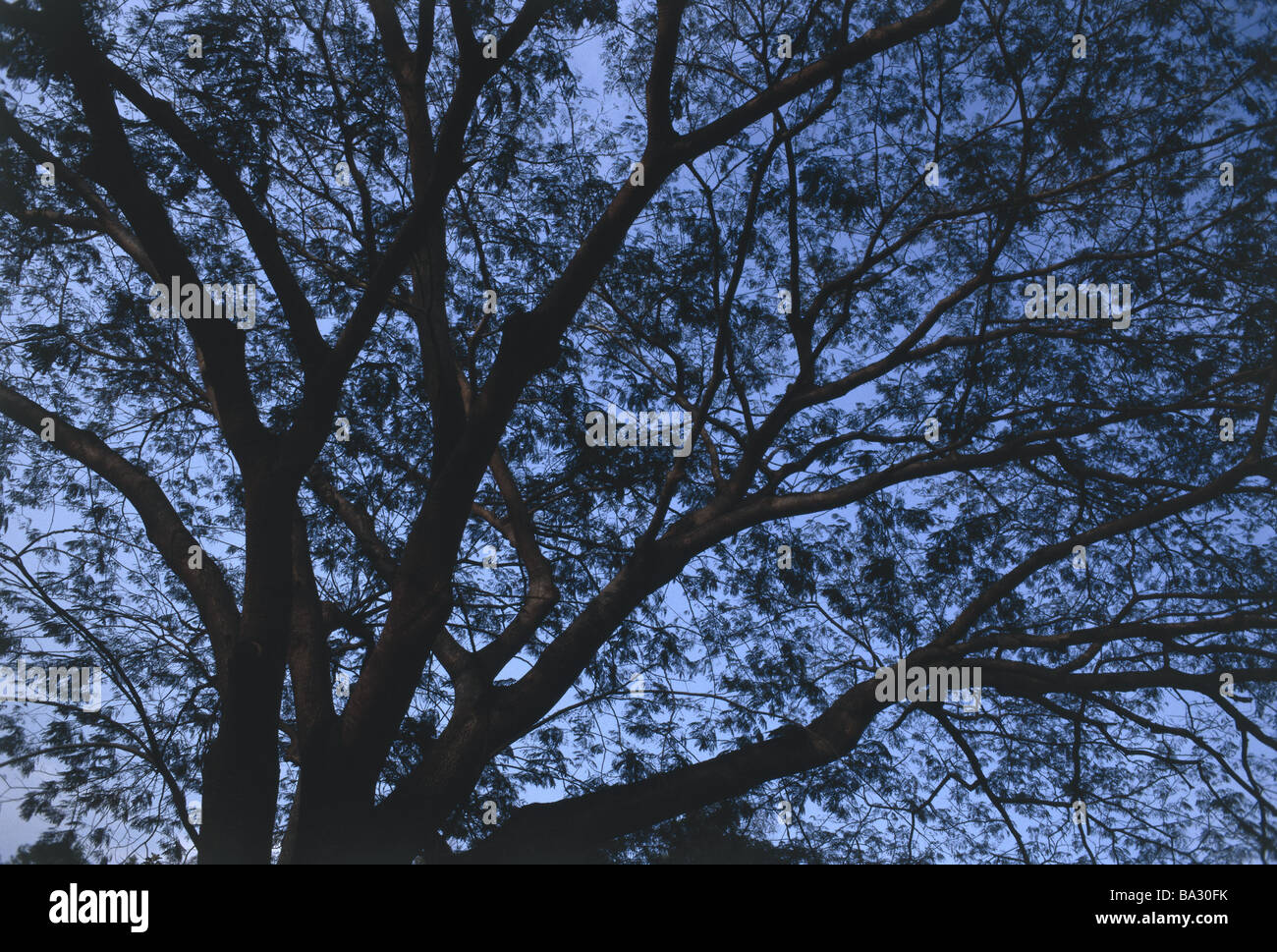 Foliage-tree treetop from below plant tree crown branch-forks branches ...