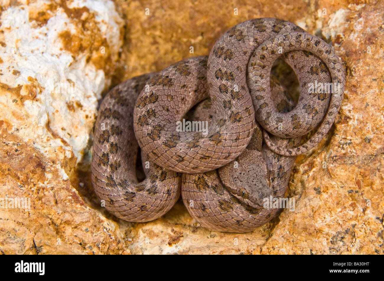 Nightsnake High Resolution Stock Photography and Images - Alamy