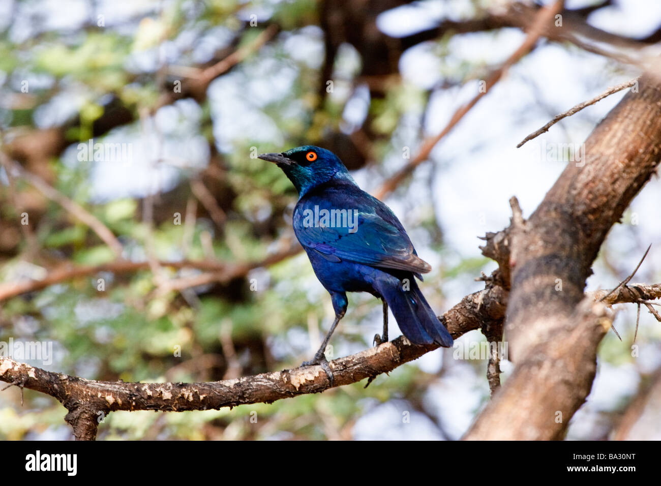 Shouldered starling hi-res stock photography and images - Alamy
