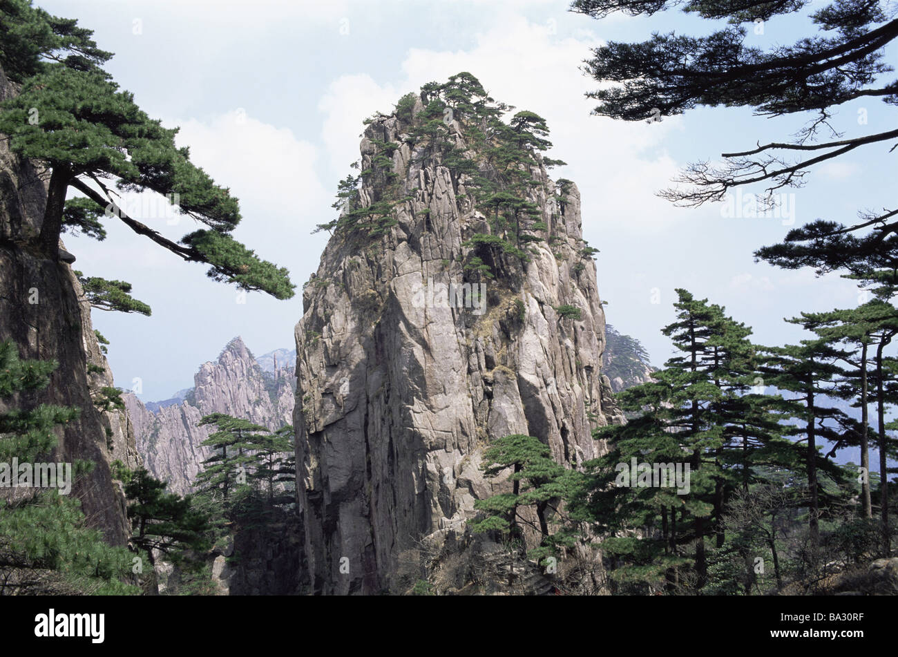 Pine series hi-res stock photography and images - Alamy