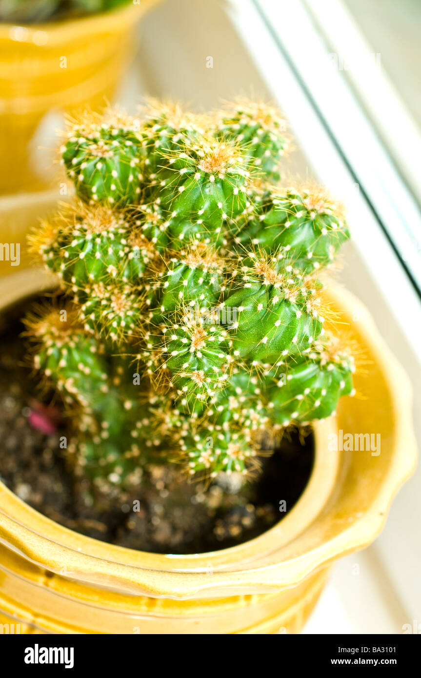 Potted globe cactus Stock Photo - Alamy