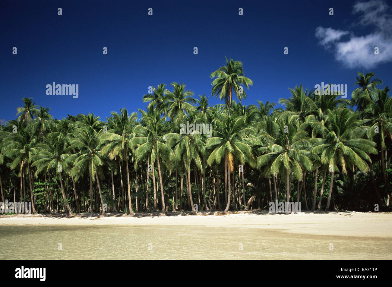 Philippines island Palawan Bascuit Bay El Nido beach palms Asia ...