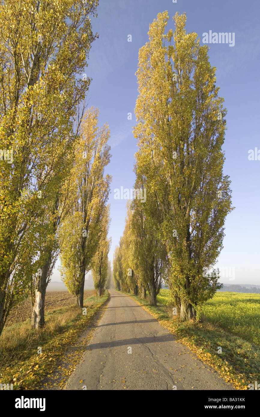 Country road poplar-avenue series street avenue tree-avenue trees ...