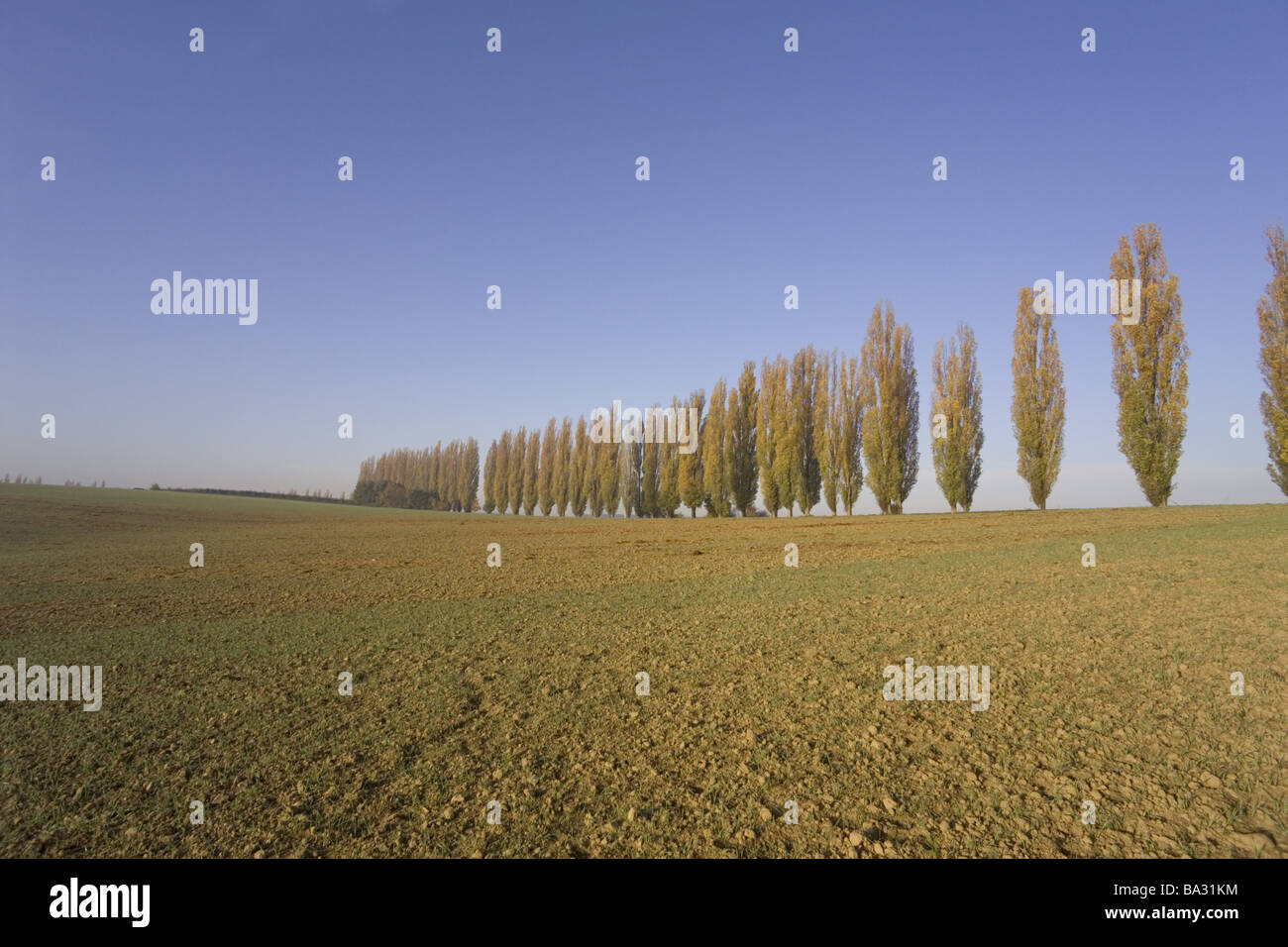 Poplar-avenue fields series avenue tree-avenue trees poplars Populus ...