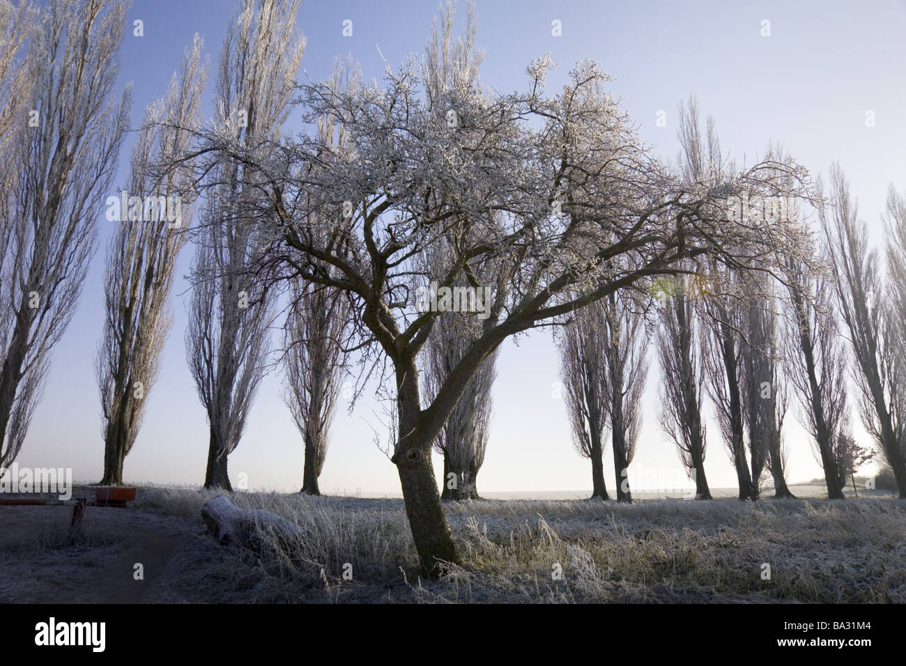 Populus fruit hi-res stock photography and images - Alamy