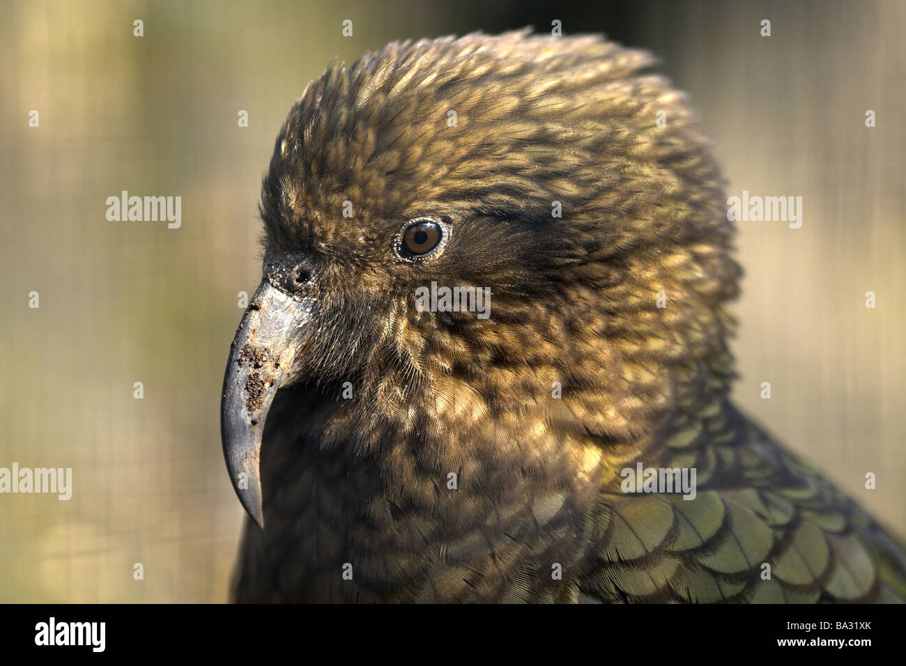 Kea Nestor notabilis portrait at the side animal-portrait nature fauna ...