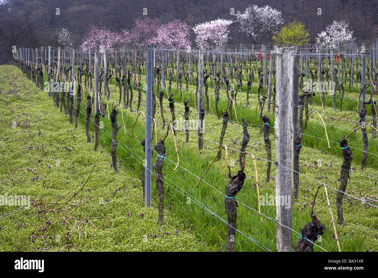 Vines Germany Rhineland-Palatinate wine-growing-area wine-area economy ...