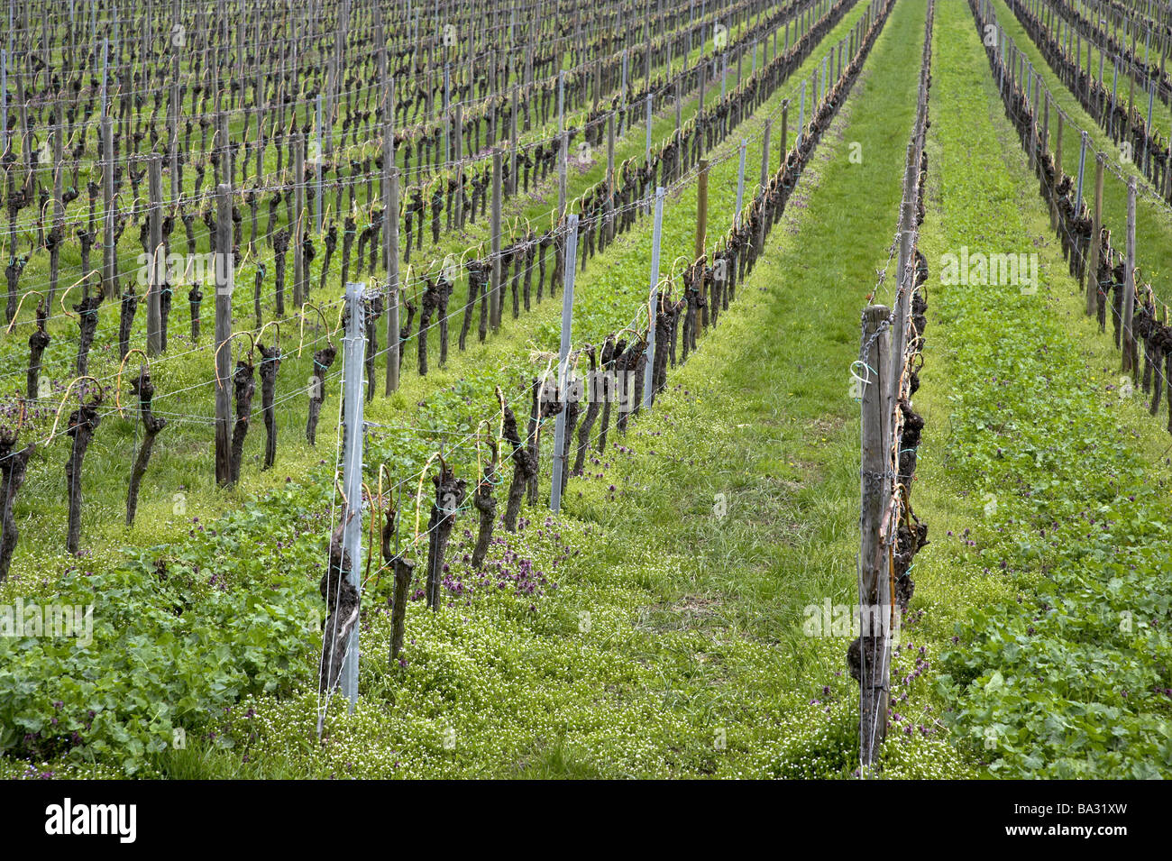 Vines Germany Rhineland-Palatinate wine-growing-area wine-area economy ...