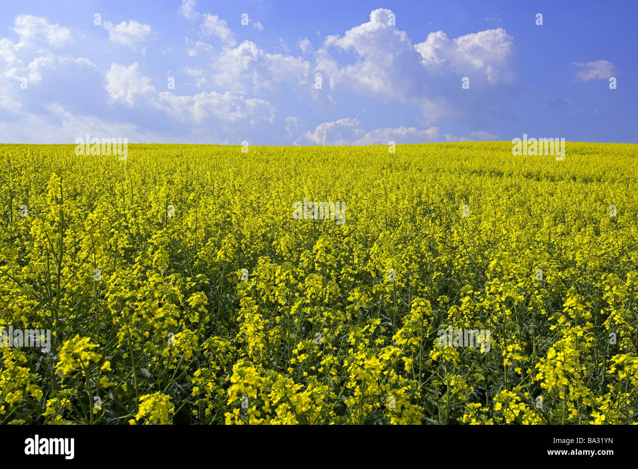 Rap-field cloud-heavens nature landscape field-landscape field economy ...