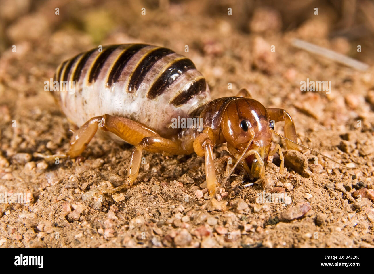 Insects On Ground High Resolution Stock Photography and Images - Alamy