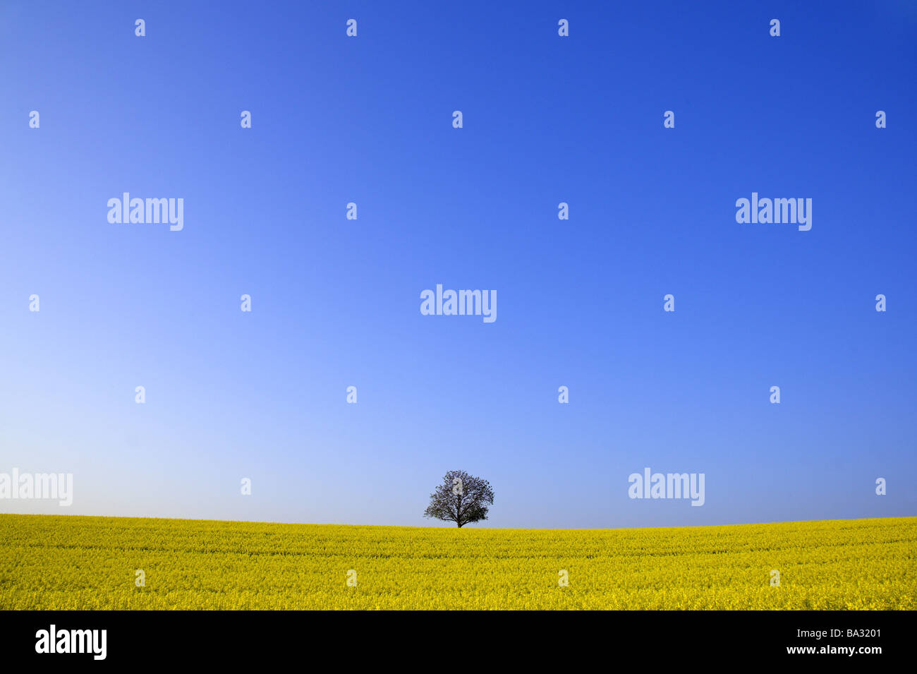 Rap-field solitaire-tree nature landscape field-landscape fields ...