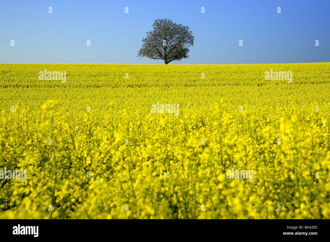 Rap-field solitaire-tree nature landscape field-landscape fields ...