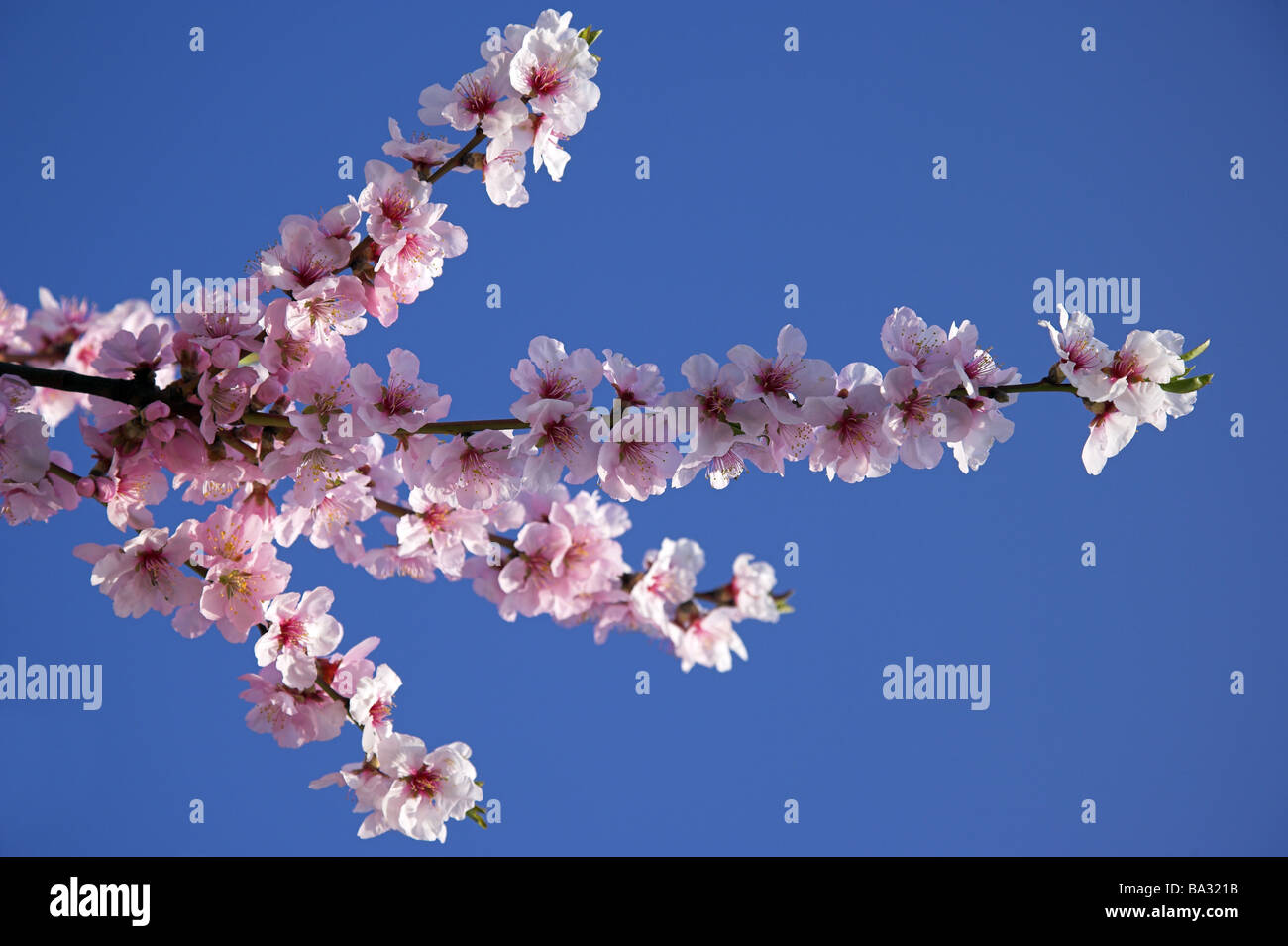 Almond-tree blooms detail series plant rose-plant tree almond Prunus ...