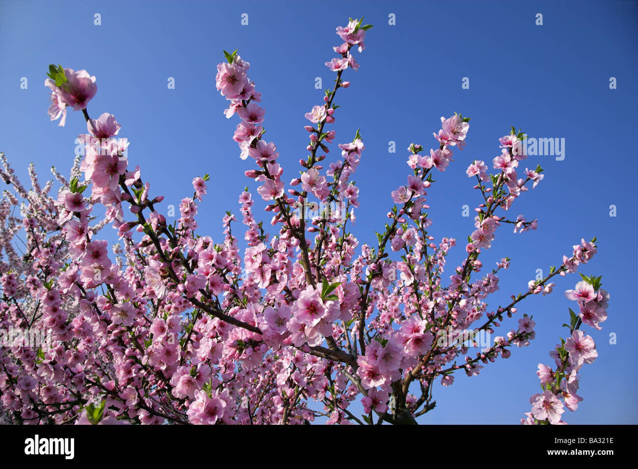 Almond-tree blooms detail series plant rose-plant tree almond Prunus ...