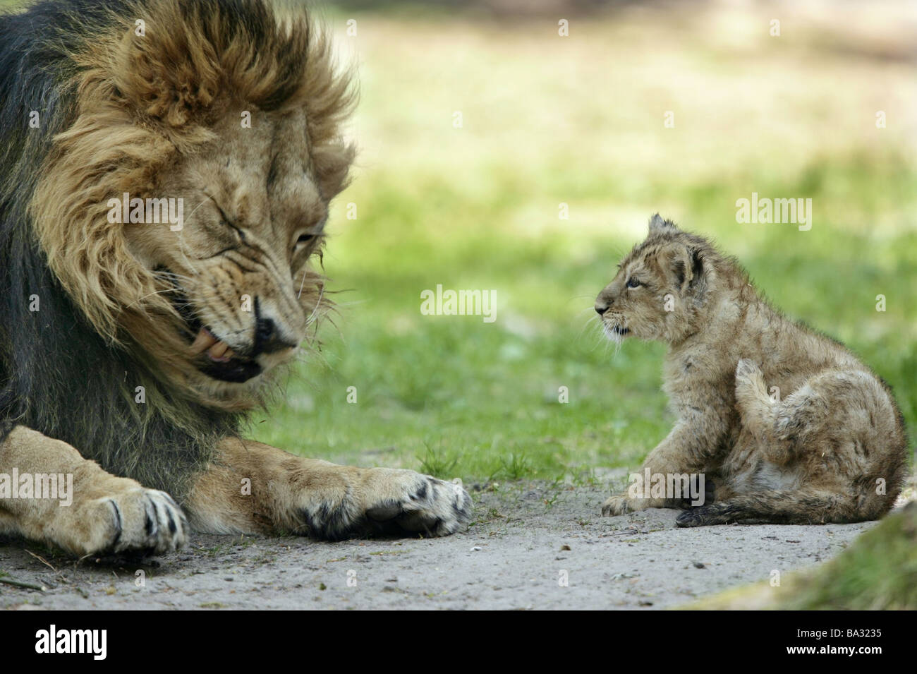 Asian lions Panthera Leo persica lion nose young turns up scratches at ...