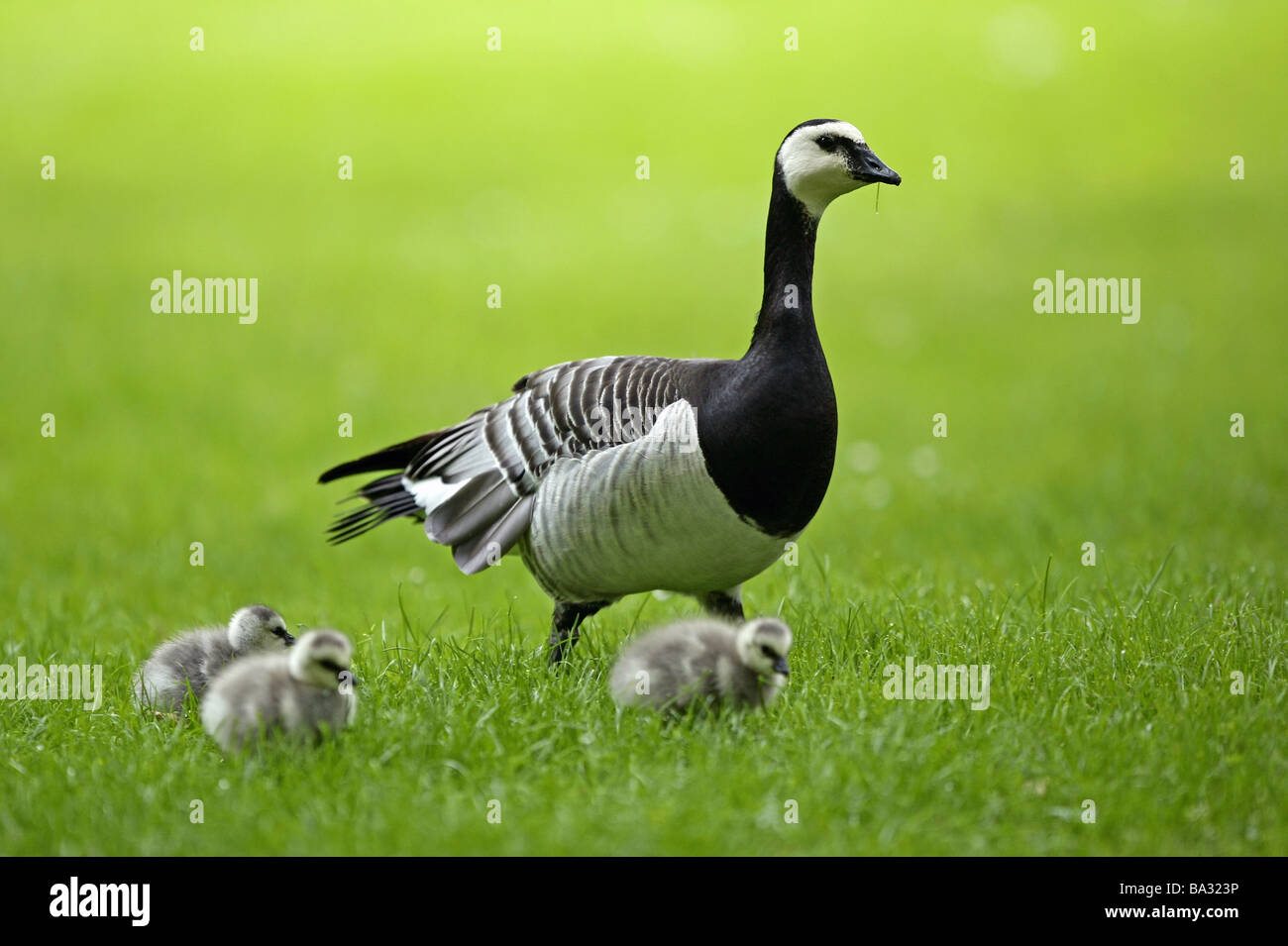 Nun children hi-res stock photography and images - Alamy