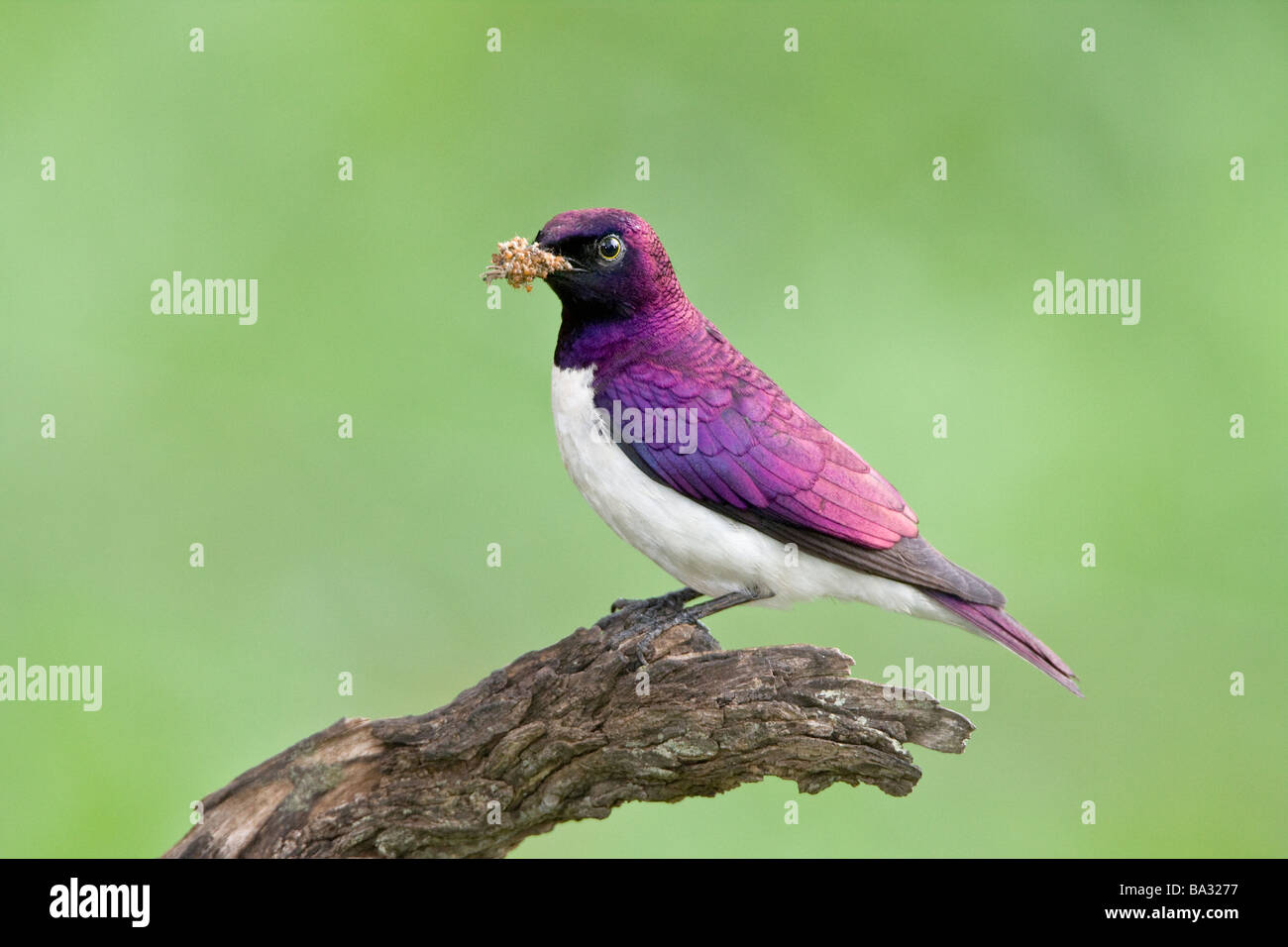 Violet Backed Starling High Resolution Stock Photography and Images - Alamy