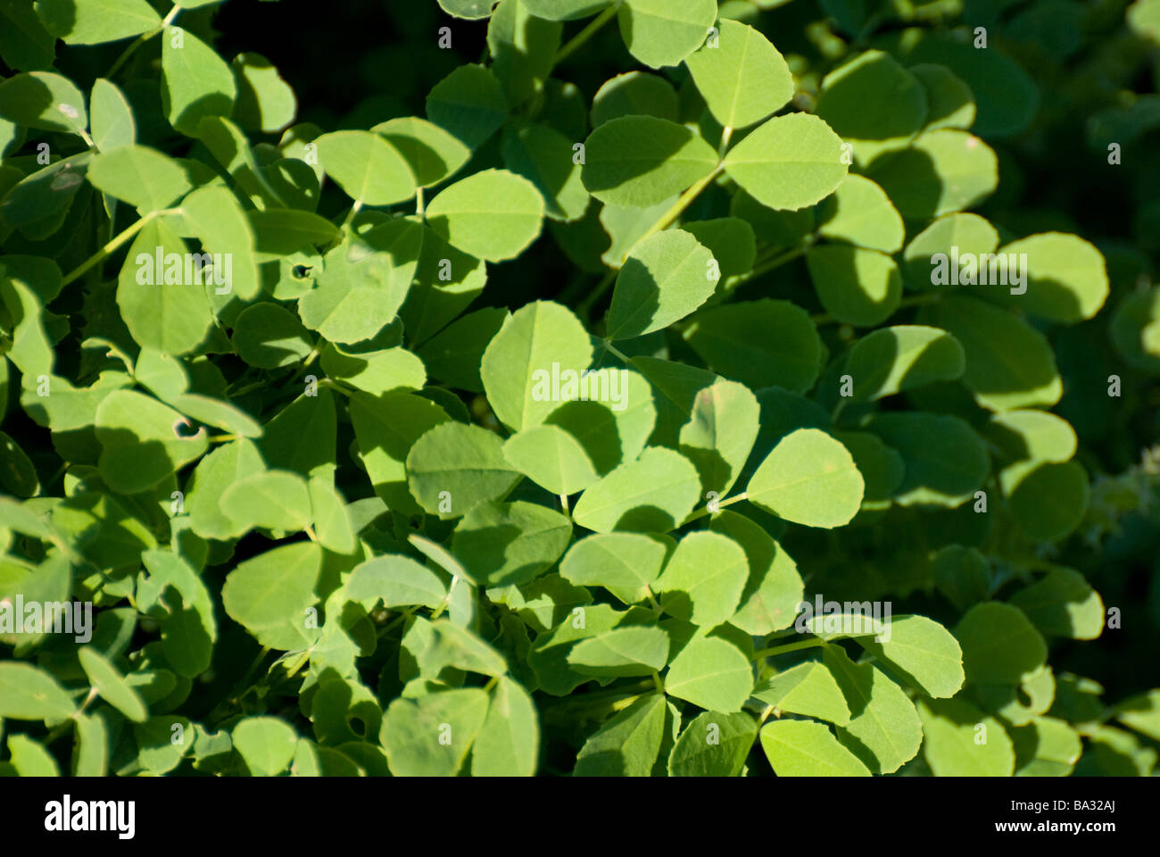 Four leaf clover and flower hi-res stock photography and images - Alamy
